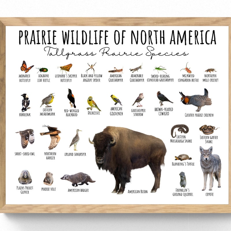 North American Snakes Poster - Etsy