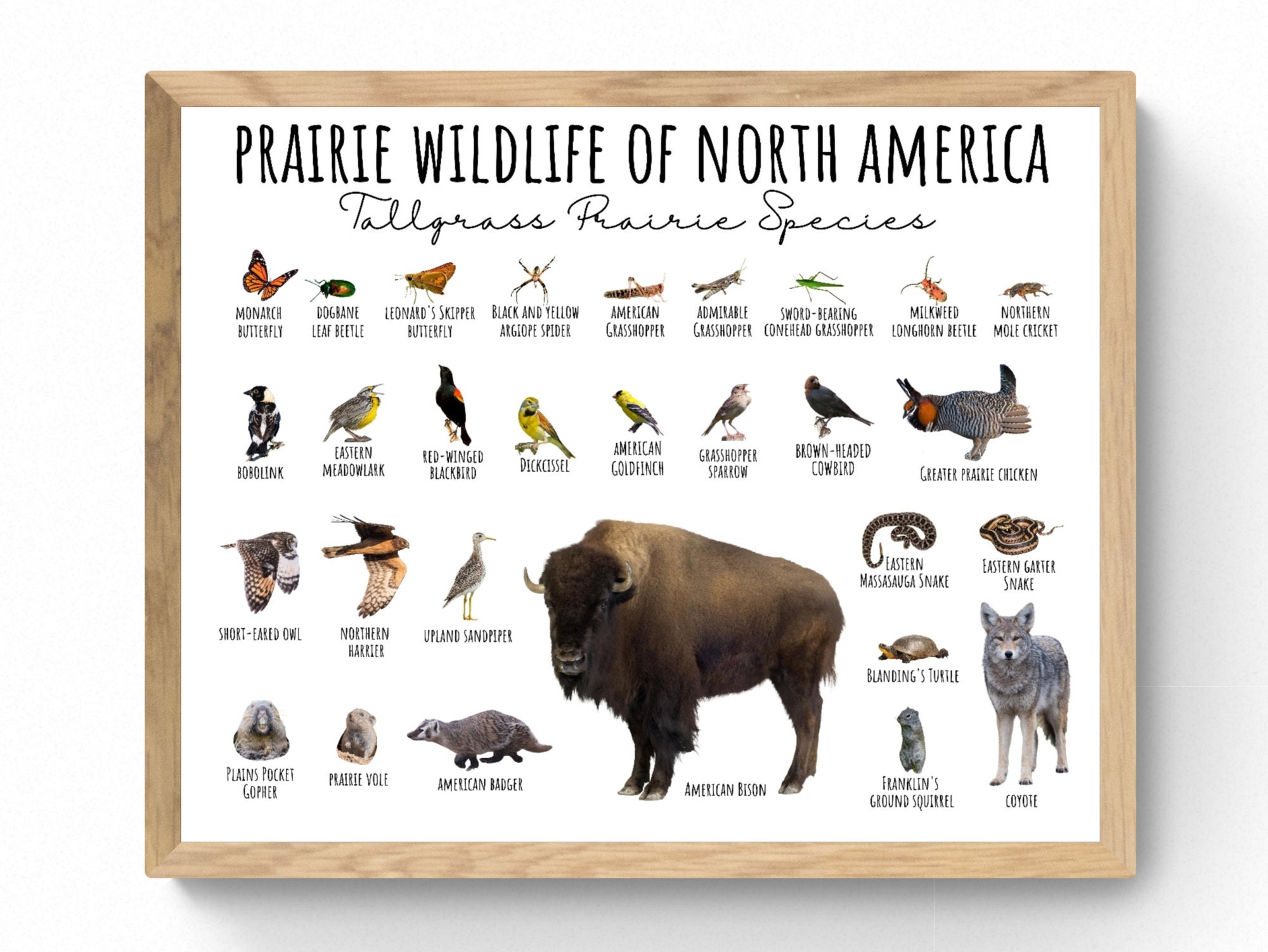 4 Sizes-wildlife of the Tallgrass Prairie Print-north America Species ...