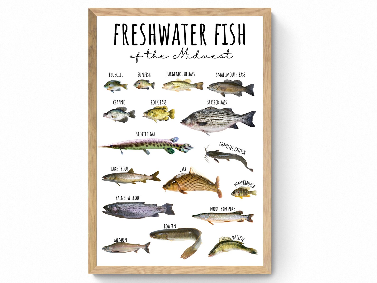 3 SIZES Freshwater Fish of the Midwest Chart-fishing Poster-educational ...