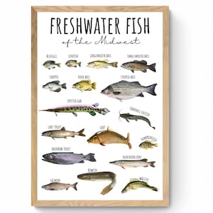 3 SIZES Freshwater Fish of the Midwest Chart-fishing Poster-educational ...
