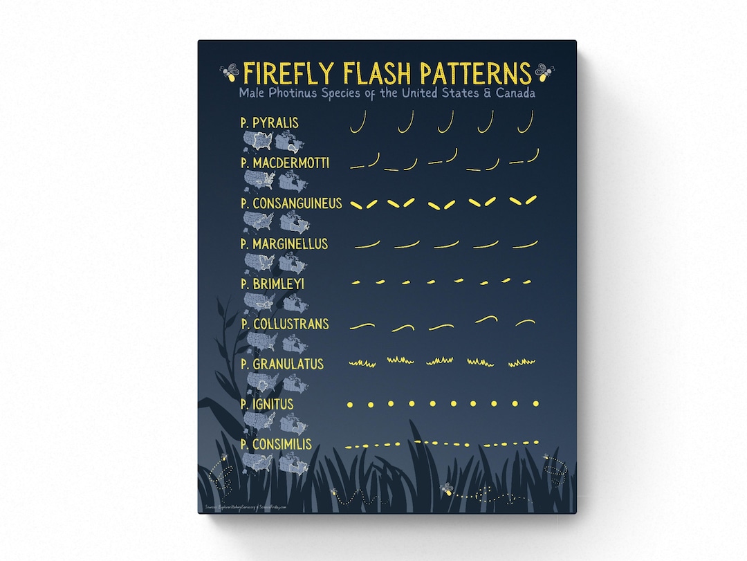 3 Sizes-firefly Flash Patterns of North America Illustration-lightning Bug-glowworms Poster ...