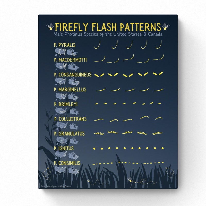 Lightning Bugs - Etsy