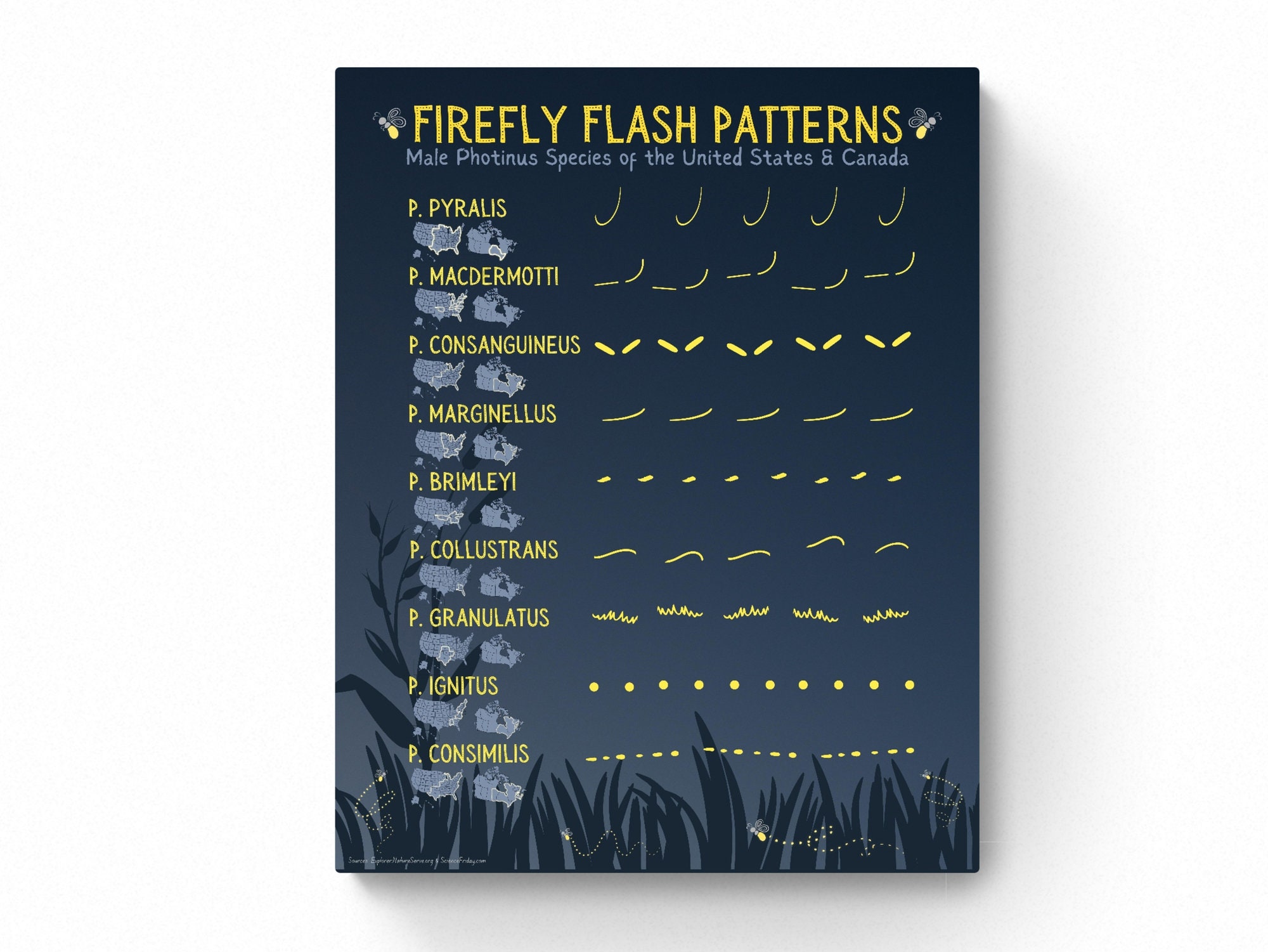 3 Sizes-firefly Flash Patterns of North America Illustration-lightning ...