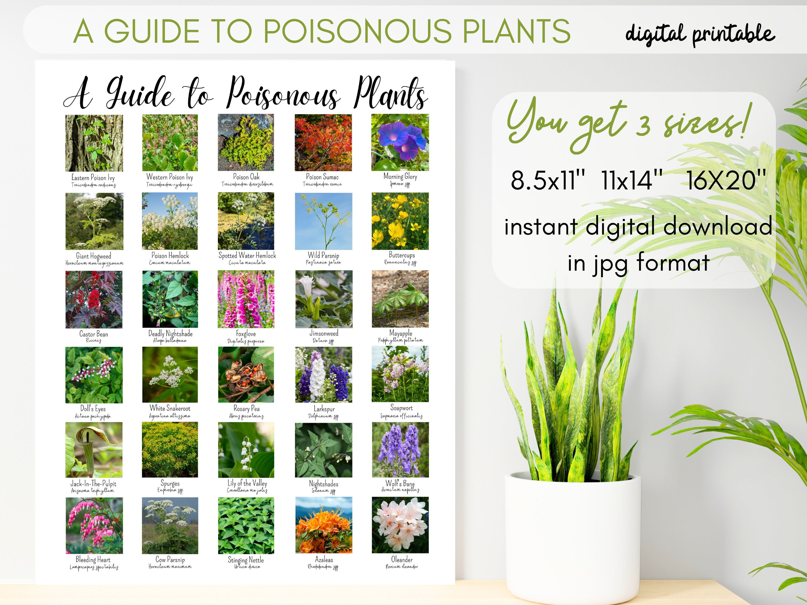 Visual Guide To Poisonous Plants