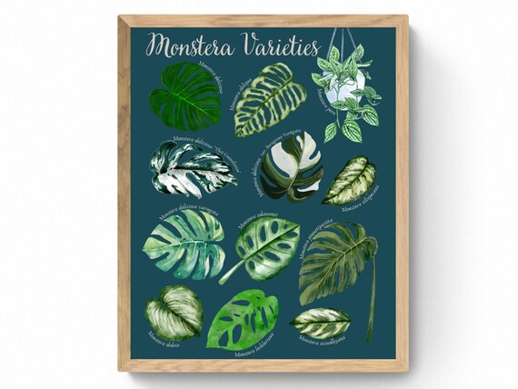 4 Sizes-monstera Variety Identification Print-deliciosa Albo - Etsy