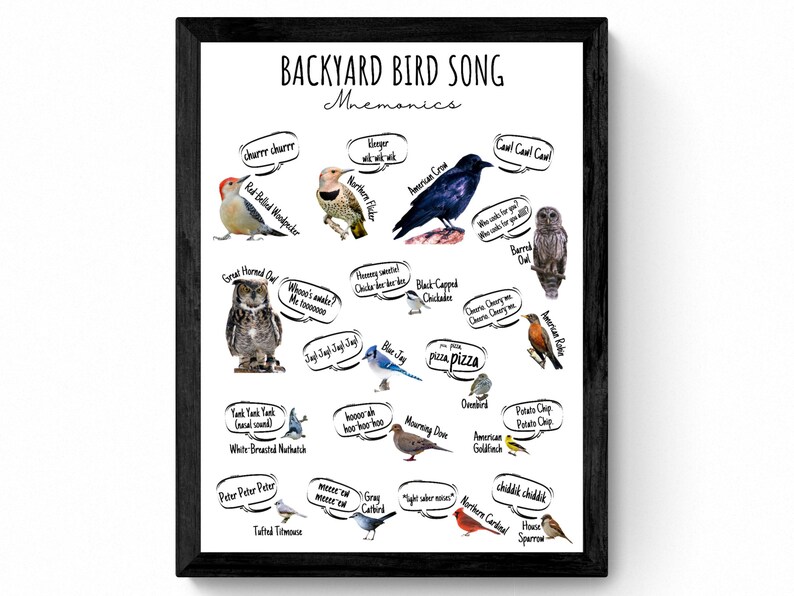 4 SIZES Backyard Bird Song Calls Mnemonics Print-birding | Etsy