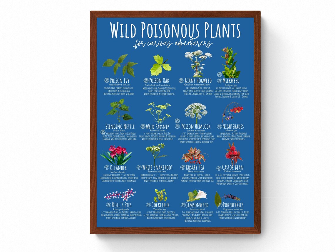4 SIZES Poisonous Wild Plants Identification Chart-north - Etsy
