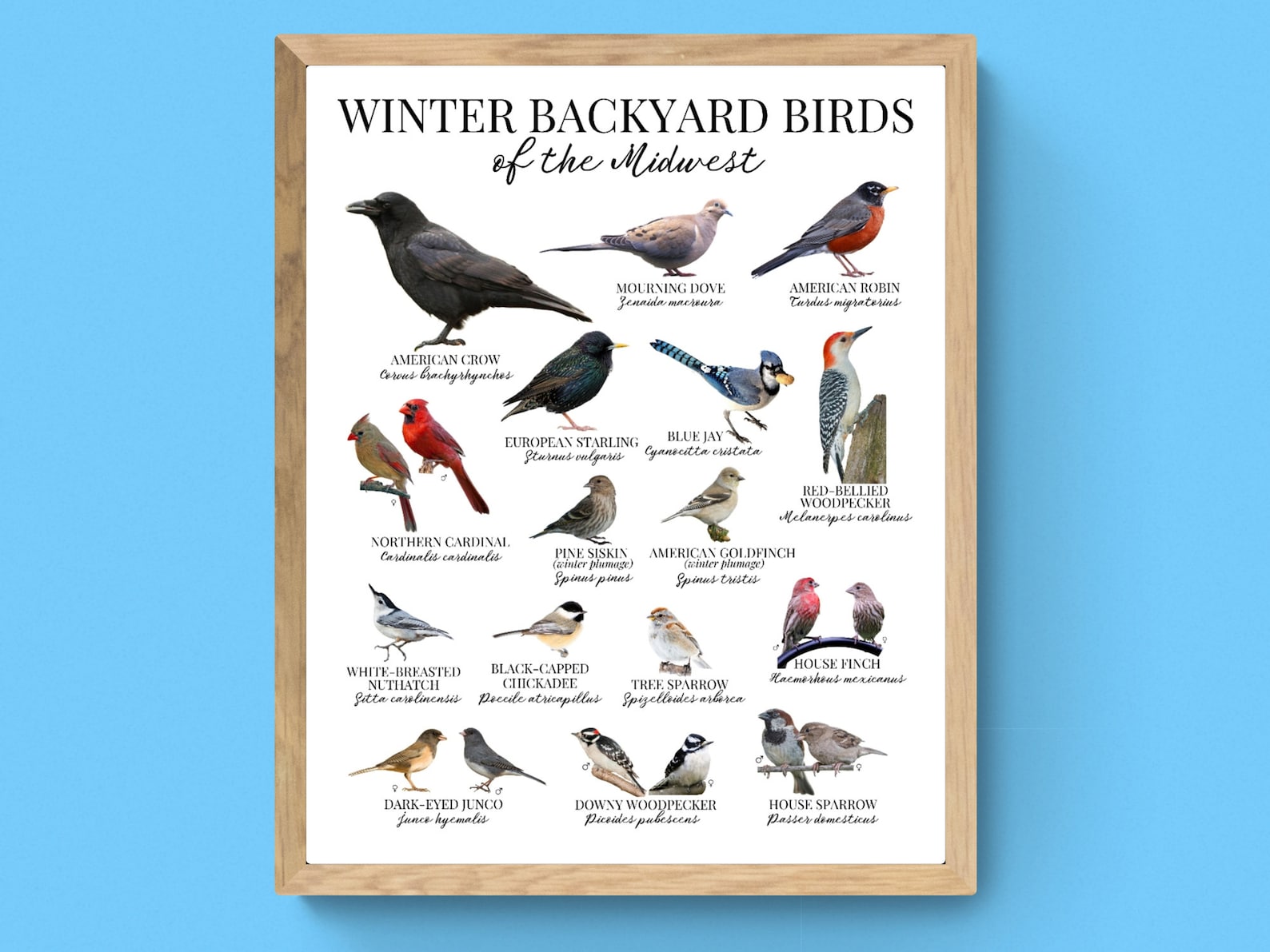 3 SIZES Backyard Winter Birds of the Midwest Chart-birding Poster ...