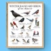 3 SIZES Backyard Winter Birds of the Midwest Chart-birding Poster ...