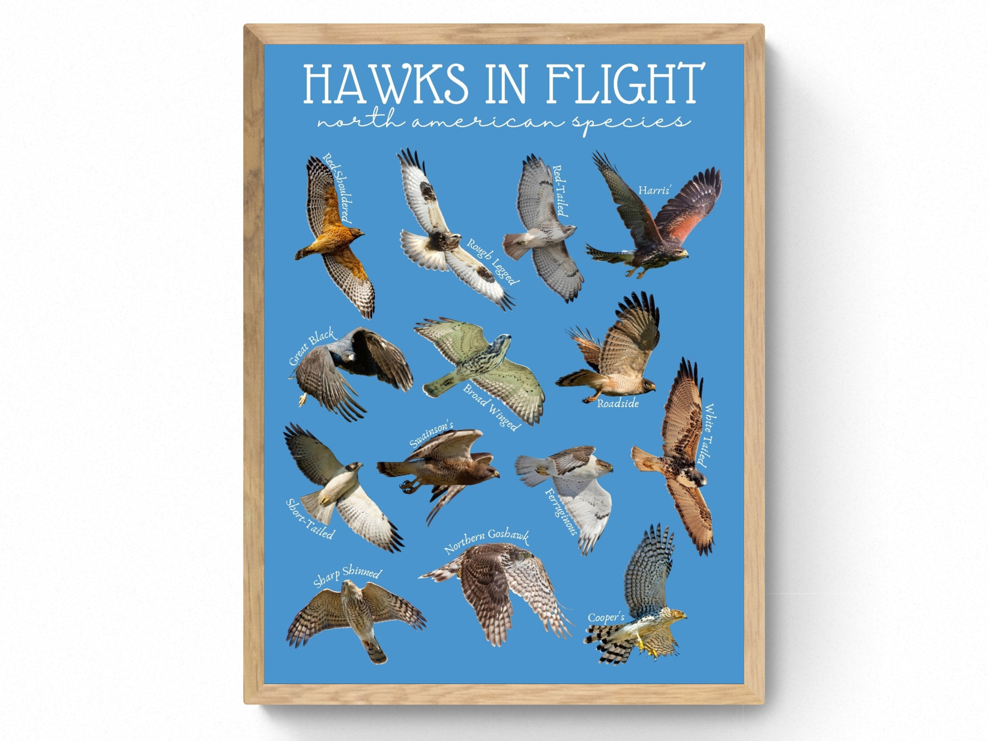 4 SIZES Hawks in Flight North American Species Print-educational Chart ...