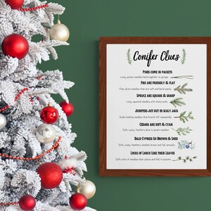 3 Sizes-conifer Tree ID Print-fall Decor-pine Needles-cypress-cedar ...