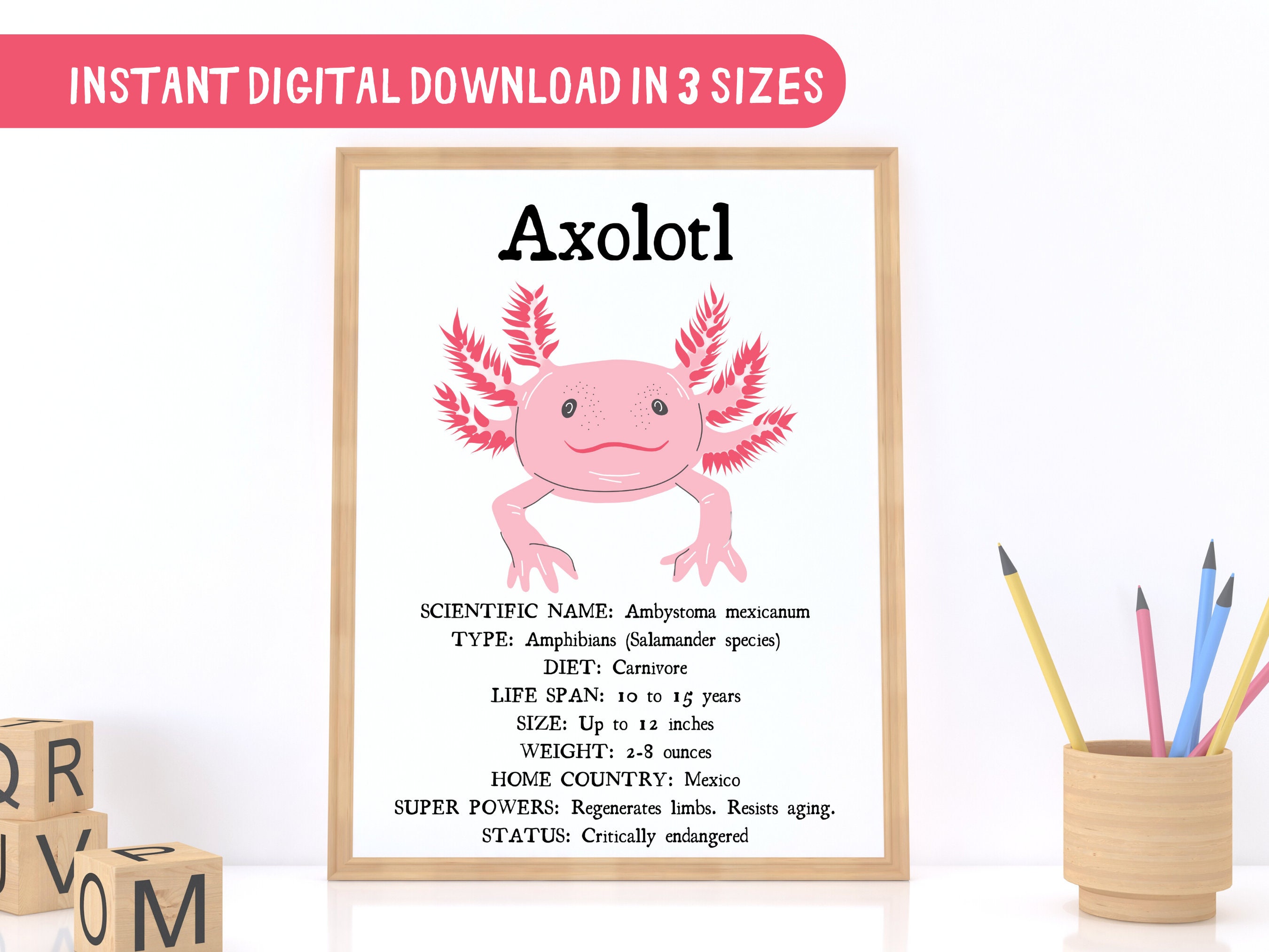 3 SIZES Axolotl Facts Print-educational Classroom - Etsy Australia