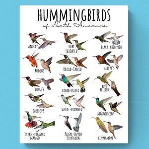Hummingbirds of North America ID Chart-birding Poster-educational ...