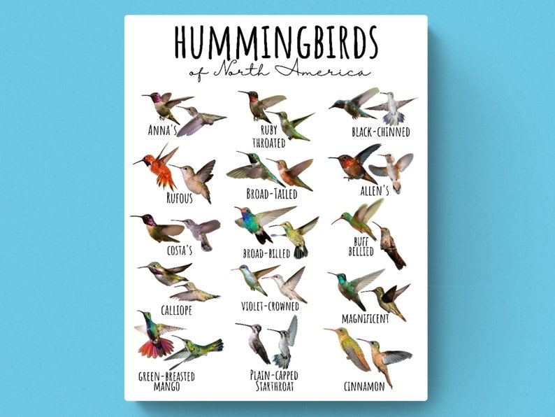 Hummingbirds of North America ID Chart-birding - Etsy