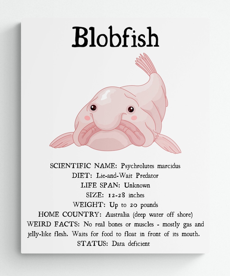 3 SIZES Blobfish Facts Print-educational Classroom - Etsy