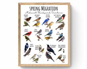 Bird Migration Poster - Etsy