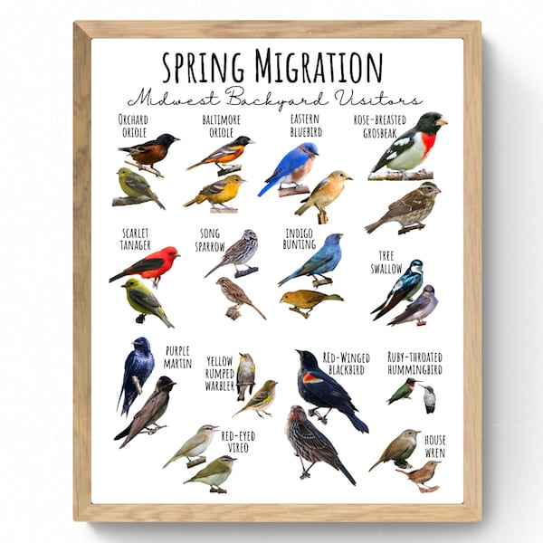Migratory Bird - Etsy