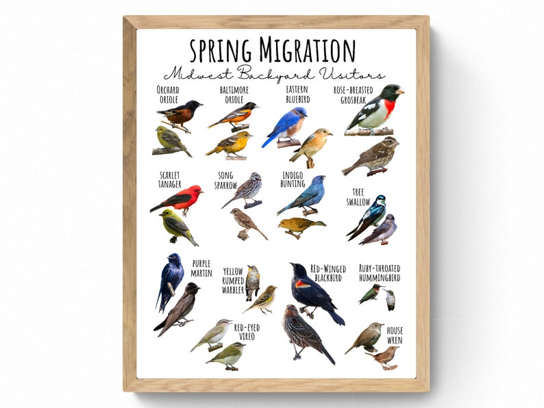 Buy 4 SIZES Spring Migration Poster-backyard Birds Midwest Print ...