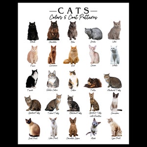 Cat Colors & Coat Patterns Poster-kitty Breed Markings Identification ...