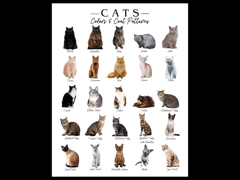 Cat Colors & Coat Patterns Poster-kitty Breed Markings Identification ...
