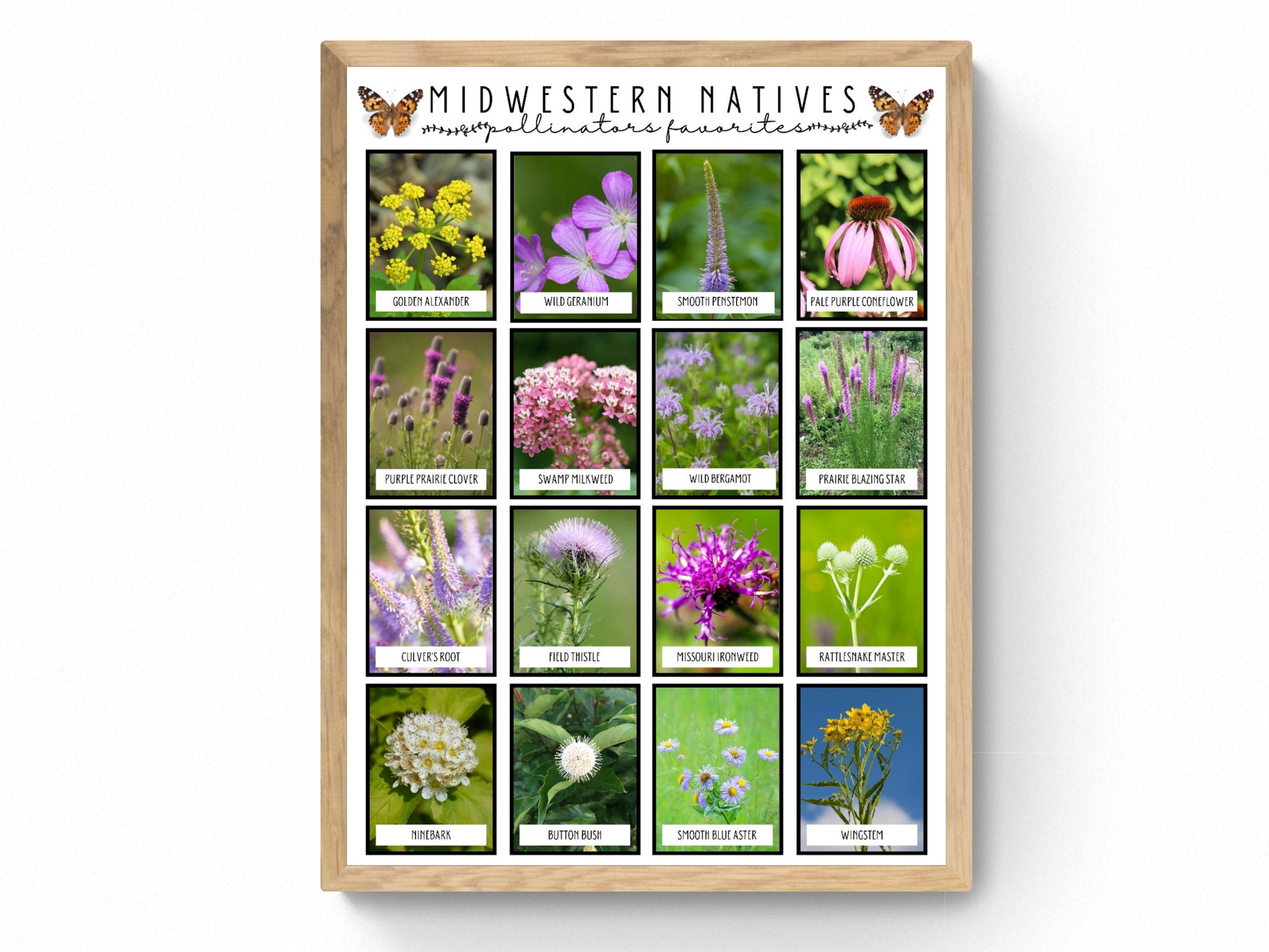 4 SIZES Midwest Native Pollinator Plants Print-prairie - Etsy