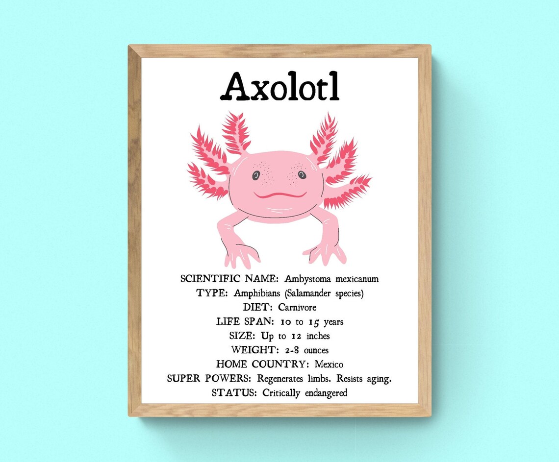 3 SIZES Axolotl Facts Print-educational Classroom | Etsy