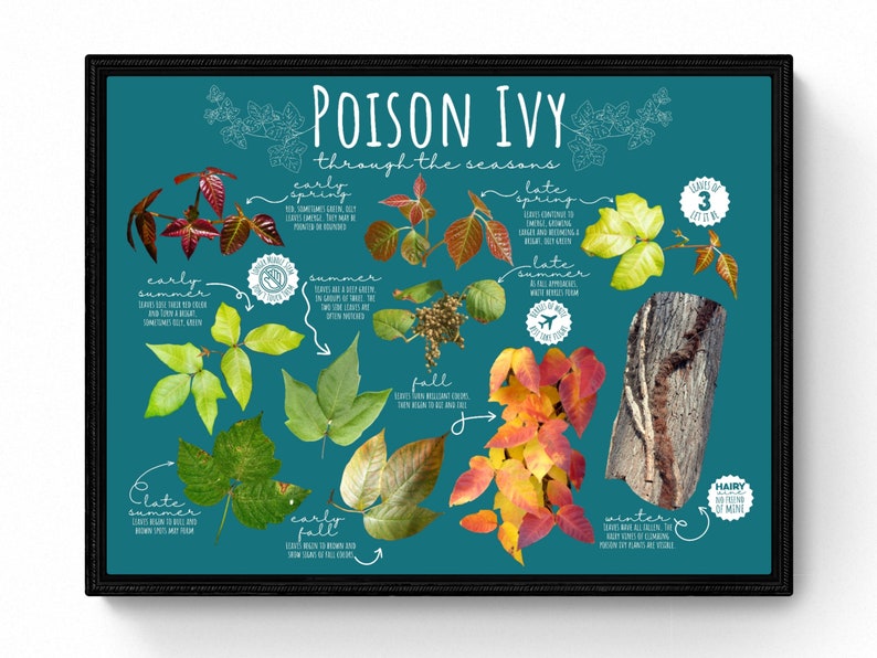 4 SIZES Poison Ivy Seasonal Identification Print-educational Chart ...