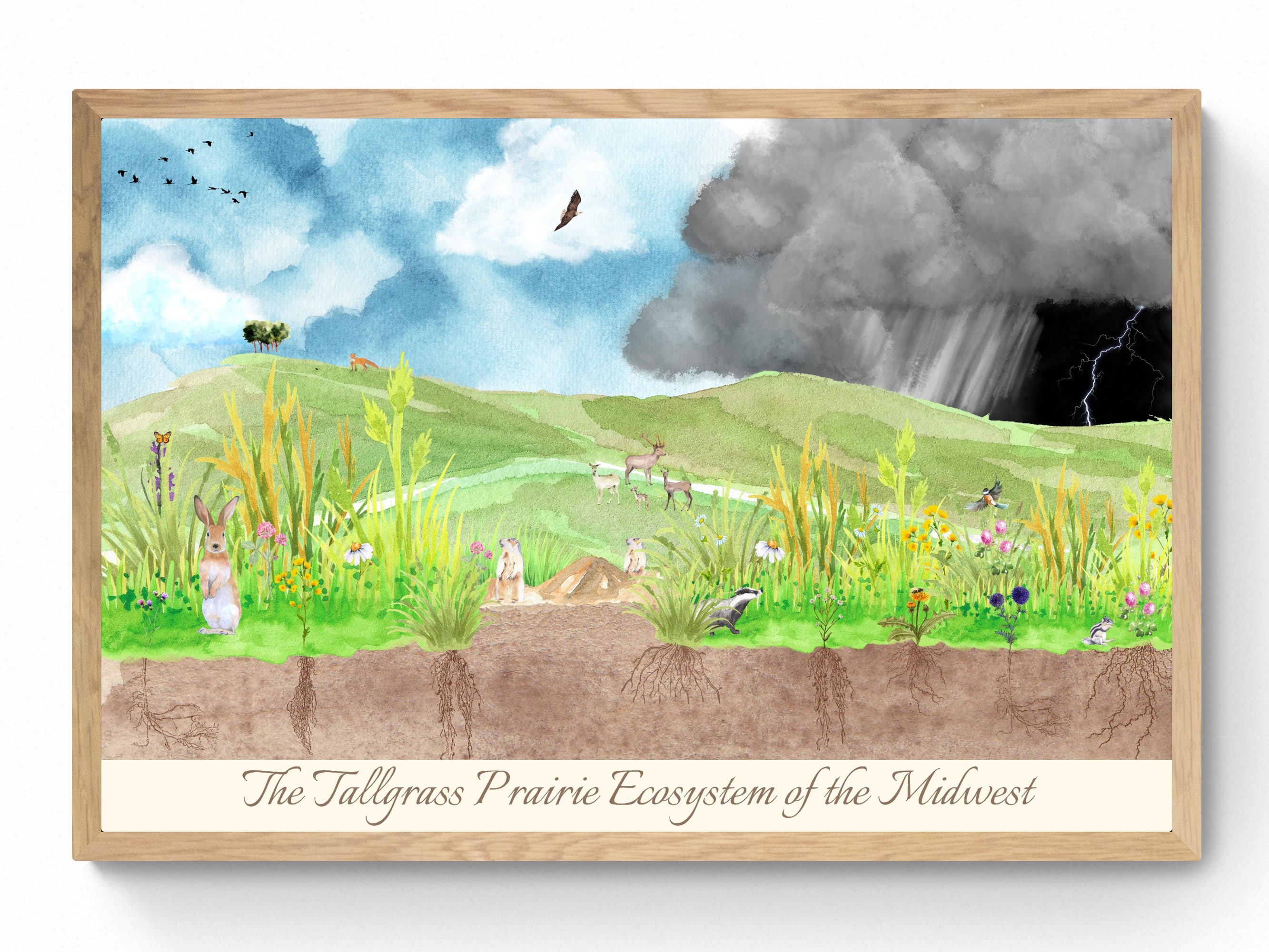 4 Sizes-tallgrass Prairie Ecosystem of the Midwest Illustration-nature ...