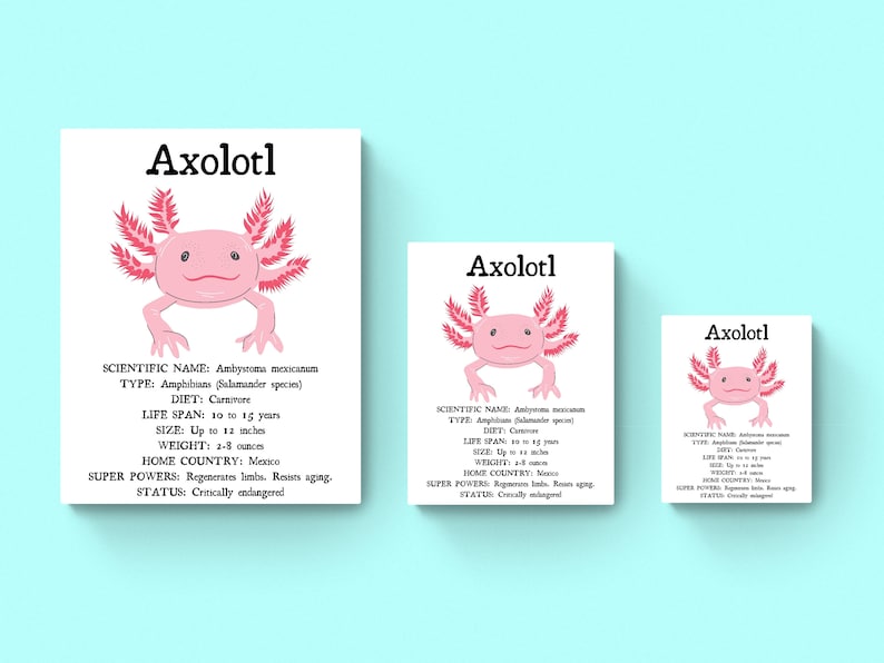 3 SIZES - Axolotl Facts Print-educational Classroom Poster-nature Wall ...