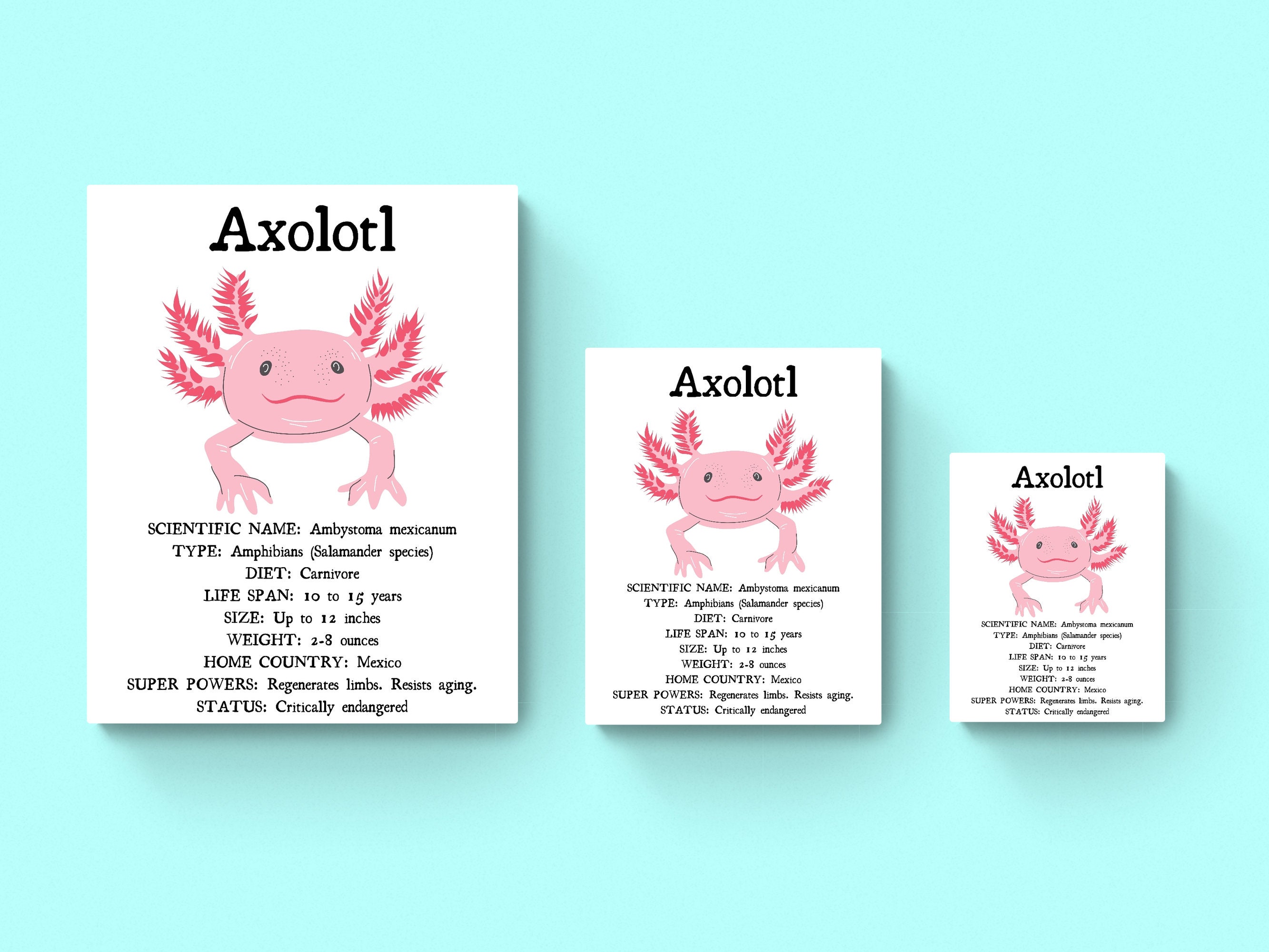 3 SIZES Axolotl Facts Print-educational Classroom | Etsy
