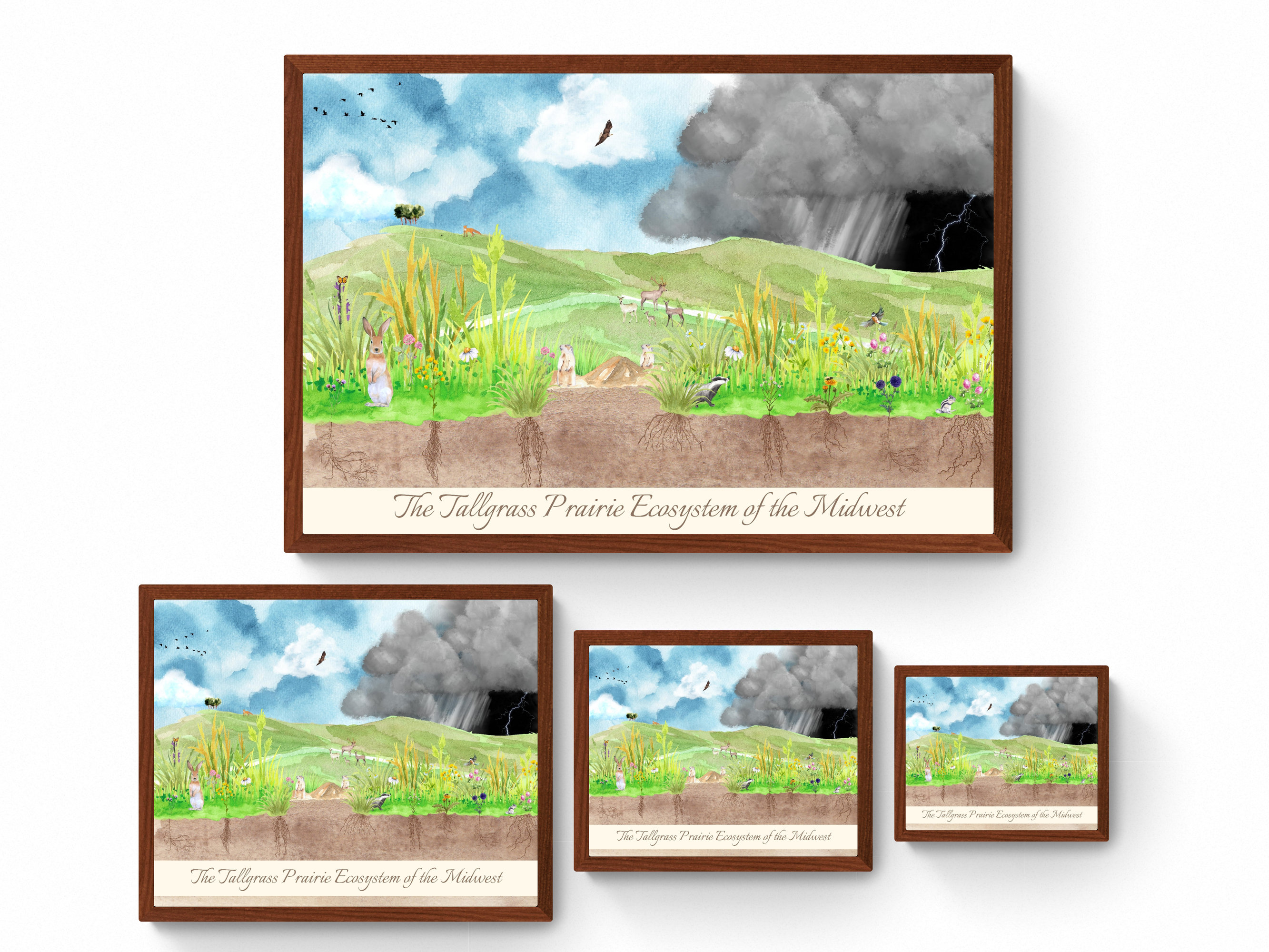 4 Sizes-tallgrass Prairie Ecosystem of the Midwest Illustration-nature ...