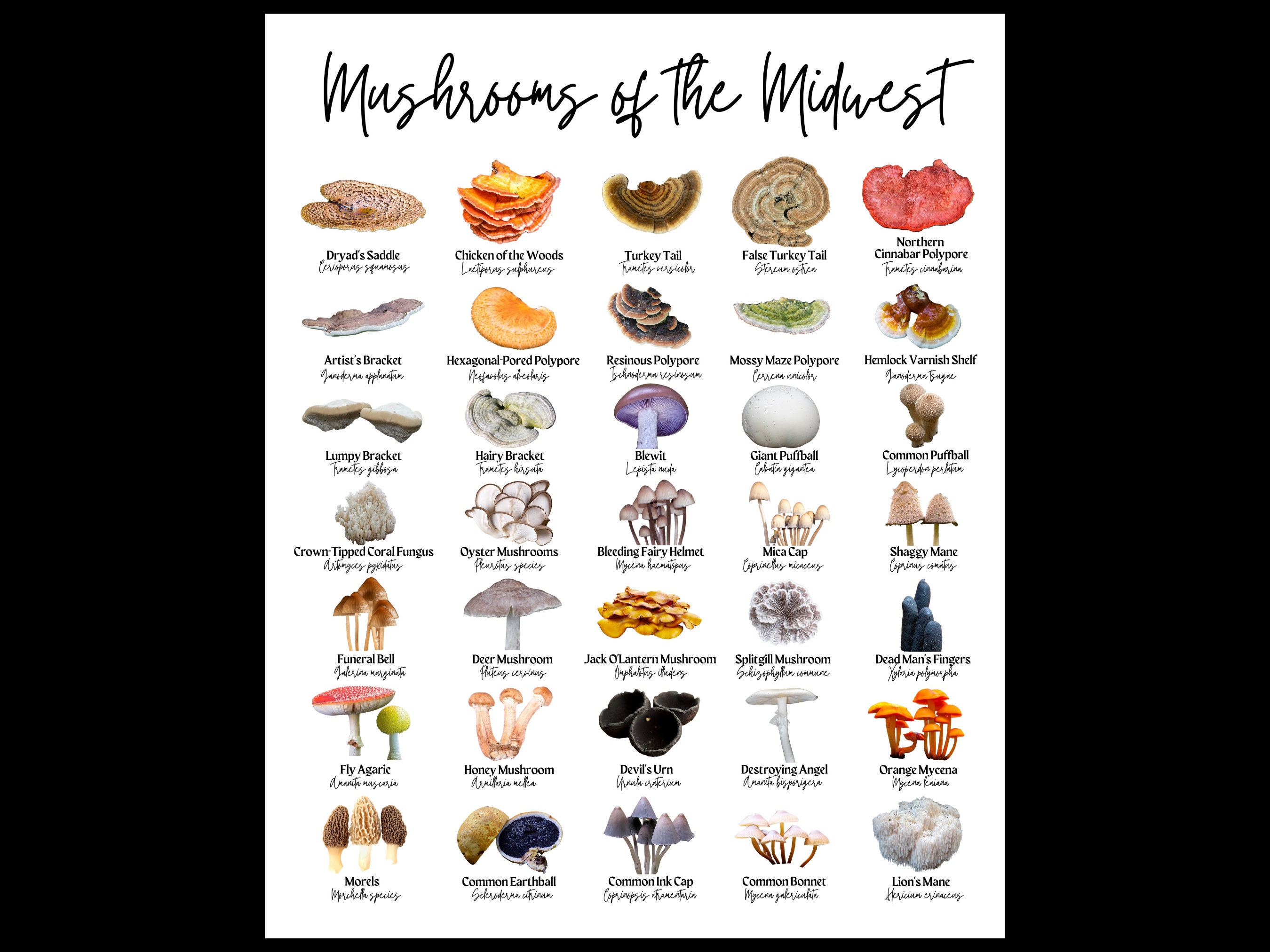 3 SIZES Mushrooms of the Midwest-fungus Identification Chart-woodland ...