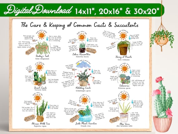 Succulent Identification Chart