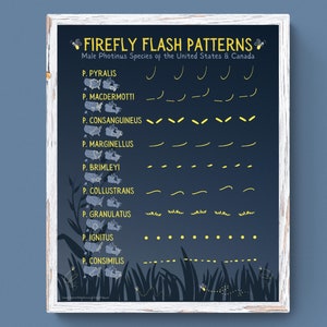 3 Sizes-firefly Flash Patterns of North America Illustration-lightning ...