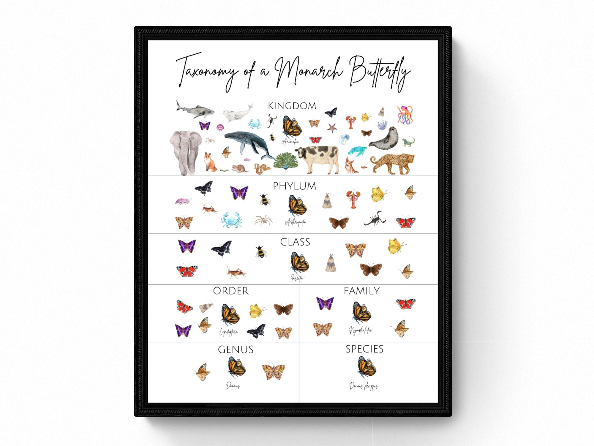 4 Sizes-taxonomy of a Monarch Butterfly Print-classification Poster ...
