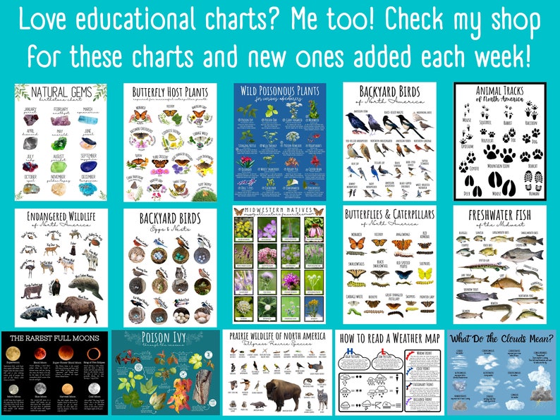 3 SIZES Backyard Winter Birds of the Midwest Chart-birding Poster ...