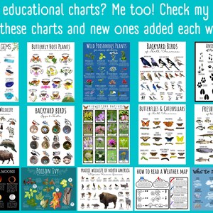 4 SIZES Backyard Bird Song Calls Mnemonics Print-birding Poster ...