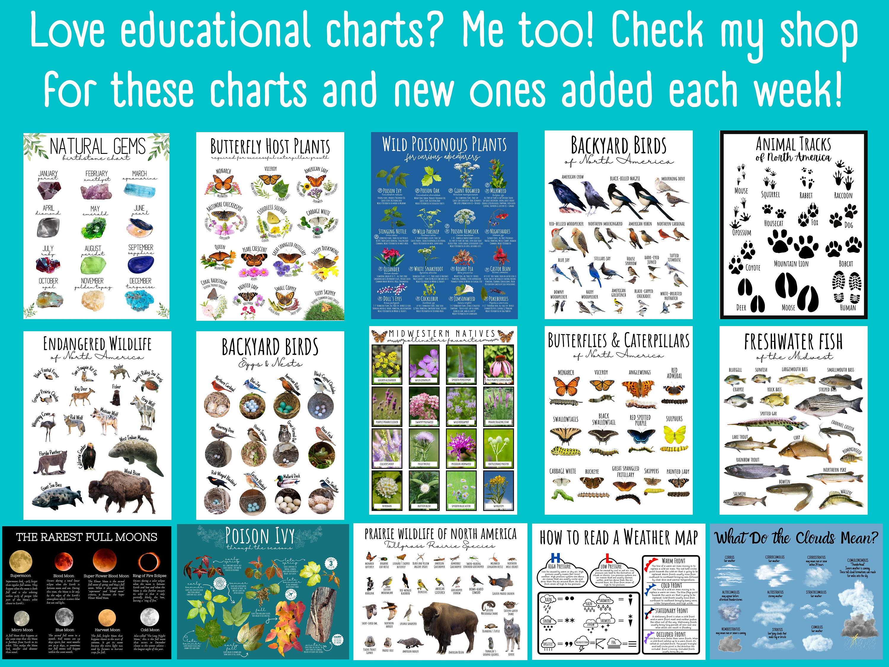 4 SIZES Backyard Bird Nest & Egg Identification Chart-educational Print ...