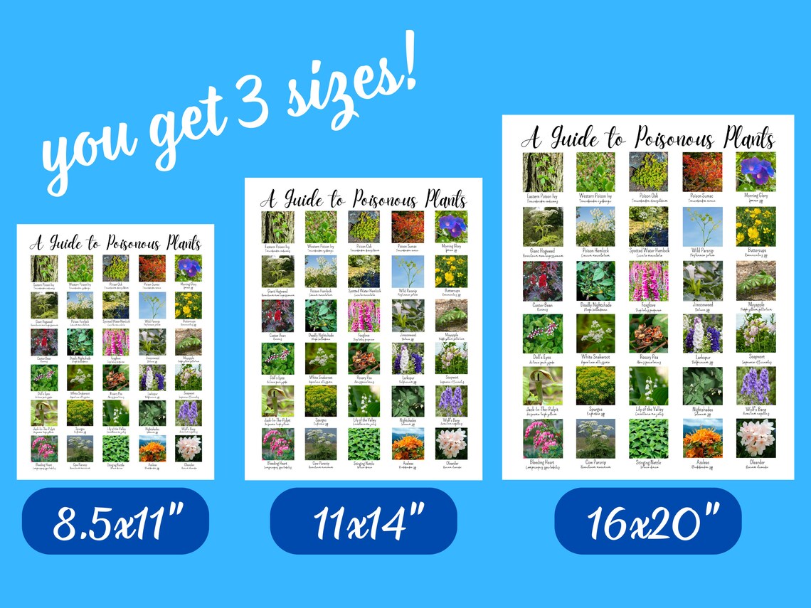 3 SIZES Poisonous Plants Identification Chart-common North America ...