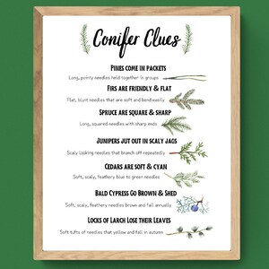 3 Sizes-conifer Tree ID Print-fall Decor-pine Needles-cypress-cedar ...