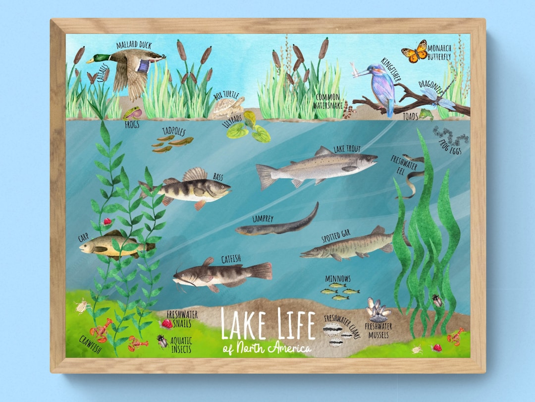 3 SIZES Lake Life North America Print-fishing-science-biology ...