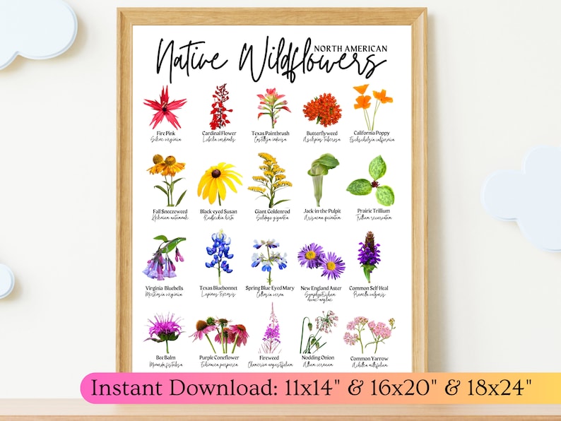 Native Wildflowers of North America ID Poster- 11x14 16x20 18x24 ...