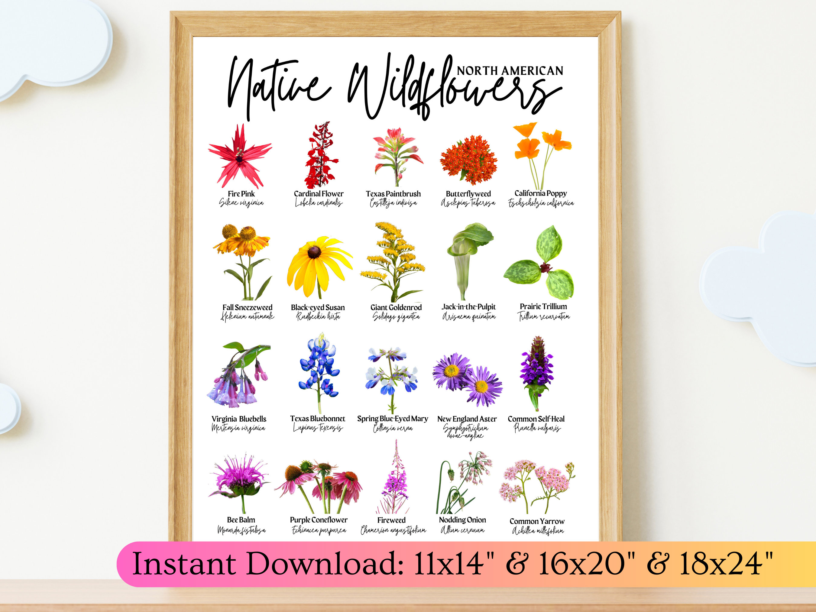 Native Wildflowers of North America ID Poster 11x14 16x20 18x24 ...