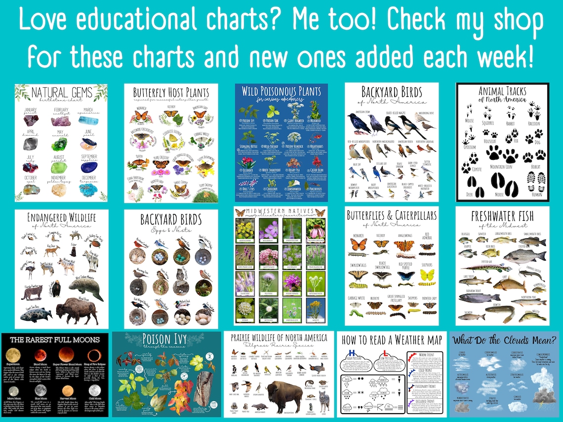 3 SIZES Freshwater Fish of the Midwest Chart-fishing Poster-educational ...