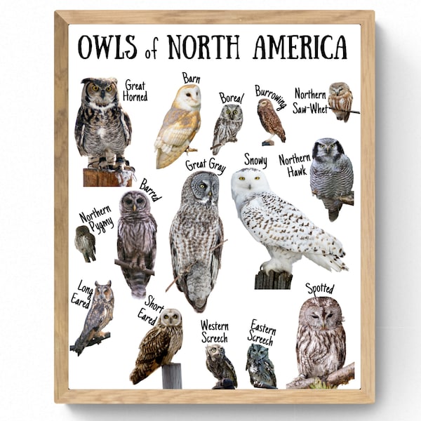 Owl Chart - Etsy