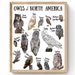 4 SIZES Backyard Bird Song Calls Mnemonics Print-birding Poster ...