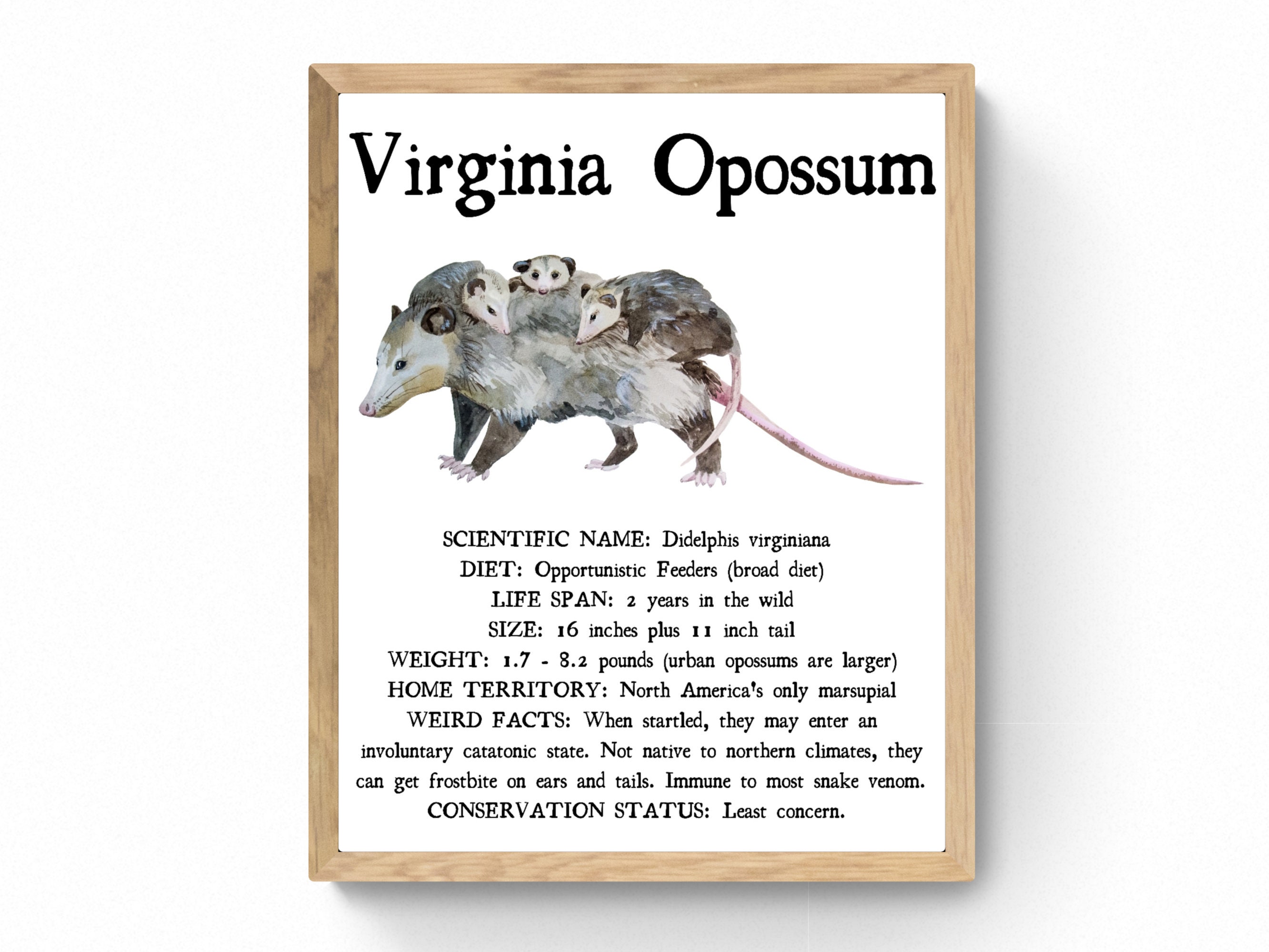 3 SIZES Possum Facts Print-virginia Opossum-educational - Etsy