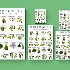 5 SIZES Midwest Native Trees Print-oak Pine Maple Birch Hickory-nature ...