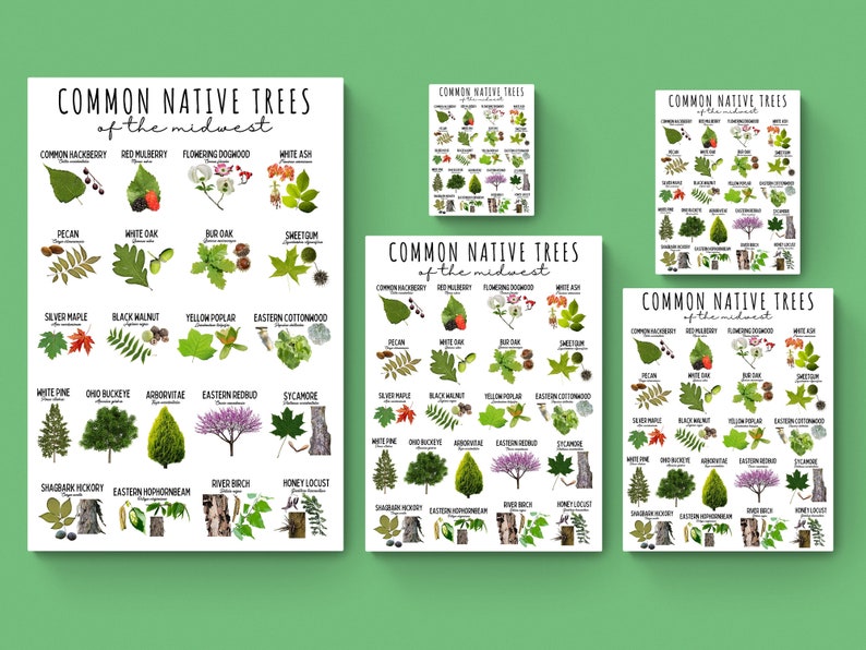 5 SIZES Midwest Native Trees Print-oak Pine Maple Birch Hickory-nature ...