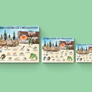 3 Sizes-microecosystem Illustration-life Under a Rotten Log-ecosystem ...